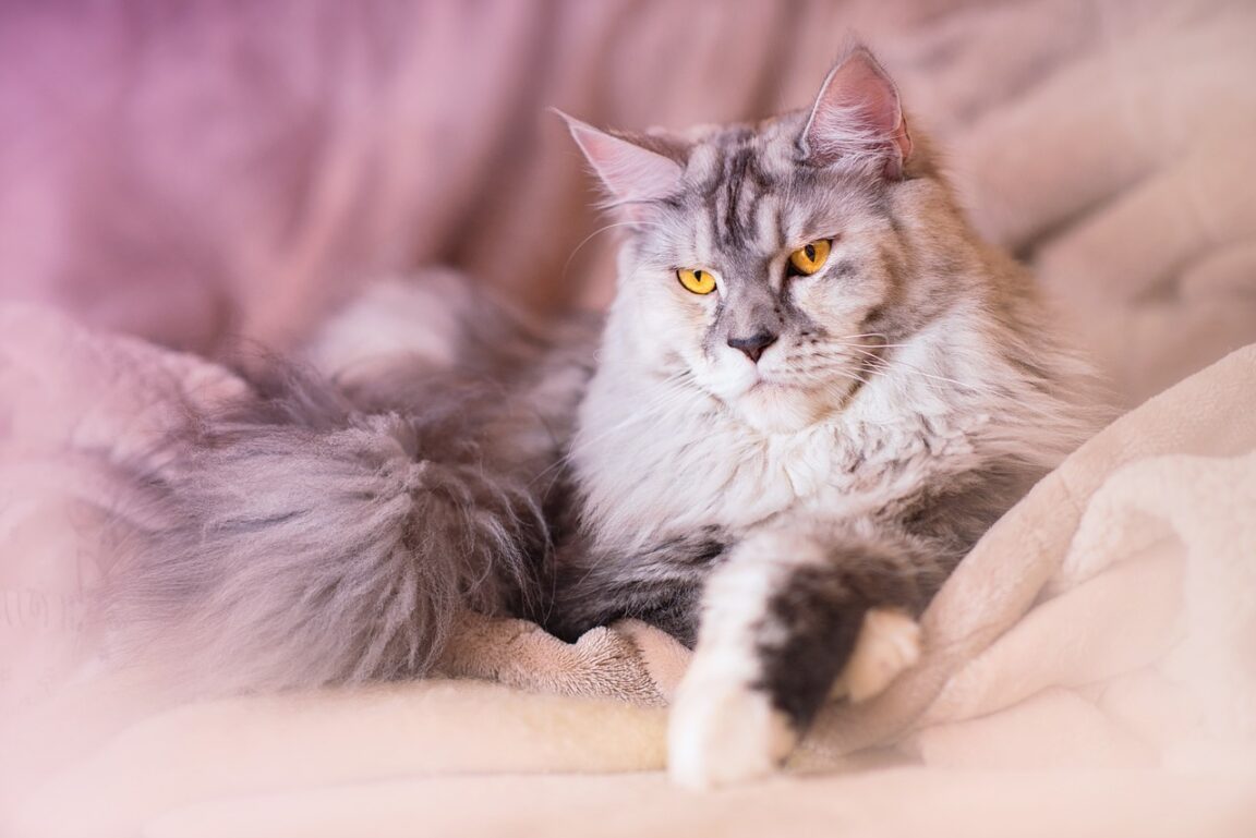 Maine Coon Cats: Everything You Need to Know - Bomb Report